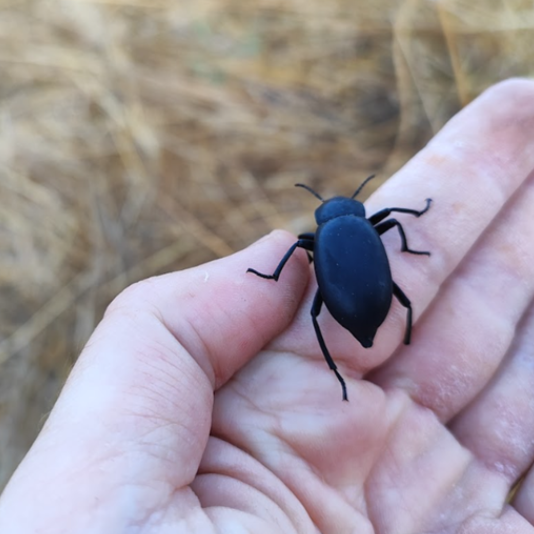 New Study Reveals Larger Insects' Critical Role in Decomposition in ...